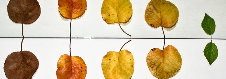 L’approccio life-cycle nella previdenza complementare. | PWEP